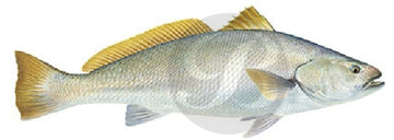 162 | Mulloway Fishing Rod Decal | Custom Rod Components